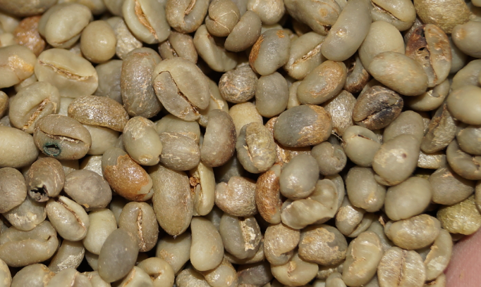 Curiosidades sobre a Broca do Cafeeiro – Um dos Vilões da Produção de ...